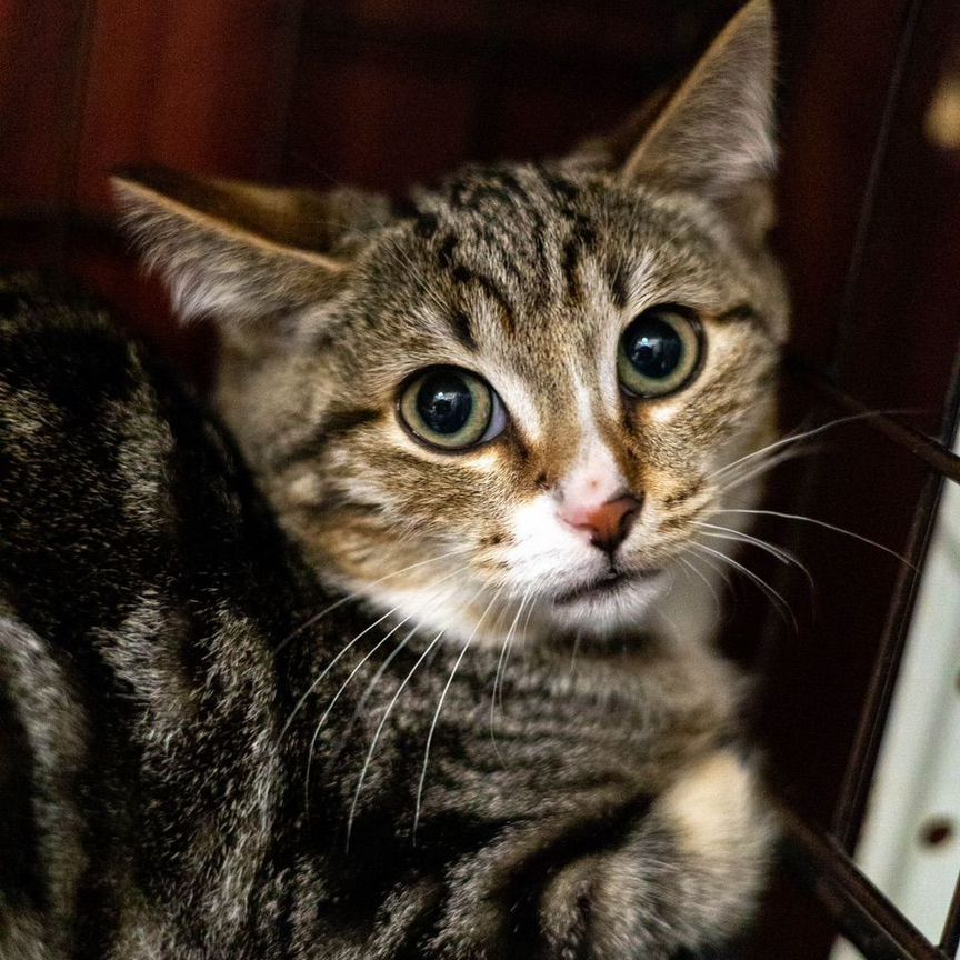Котенок мраморный мальчик 4 мес