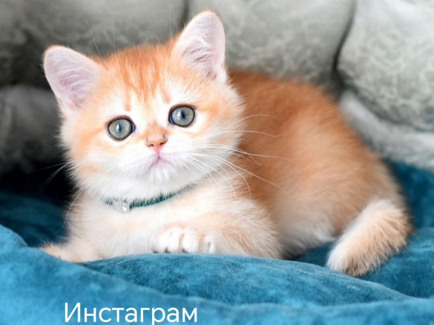 Золотая шиншилла мальчик