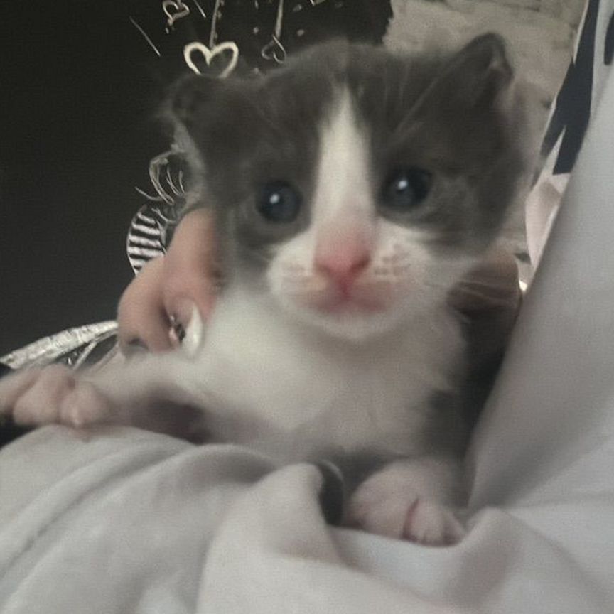 Котёнок в добрые руки