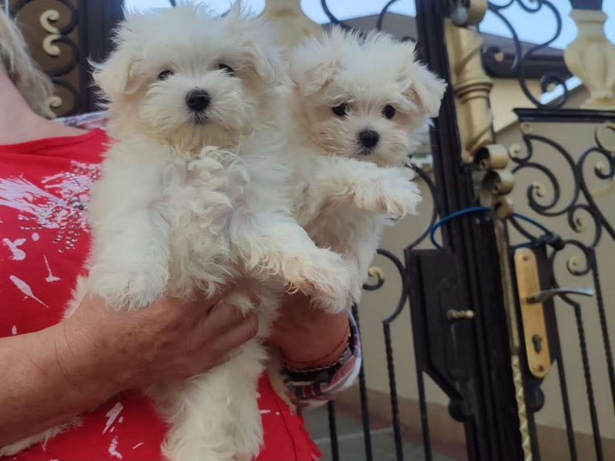 Детки мини мальтипу