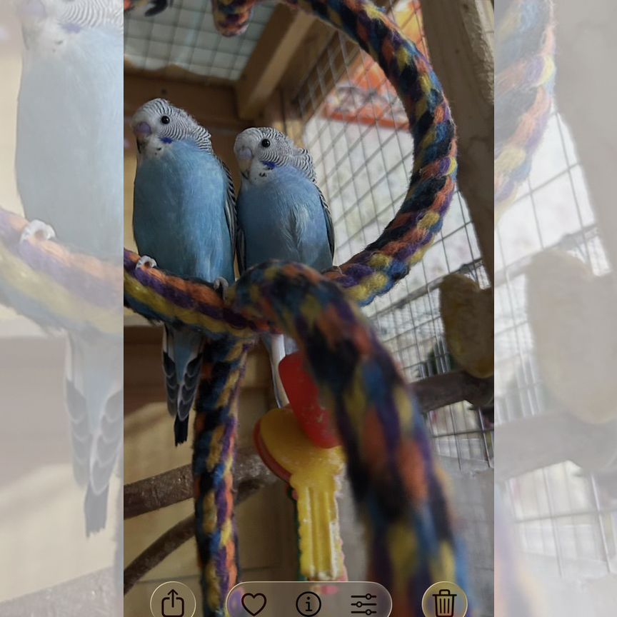 Волнистый попугай