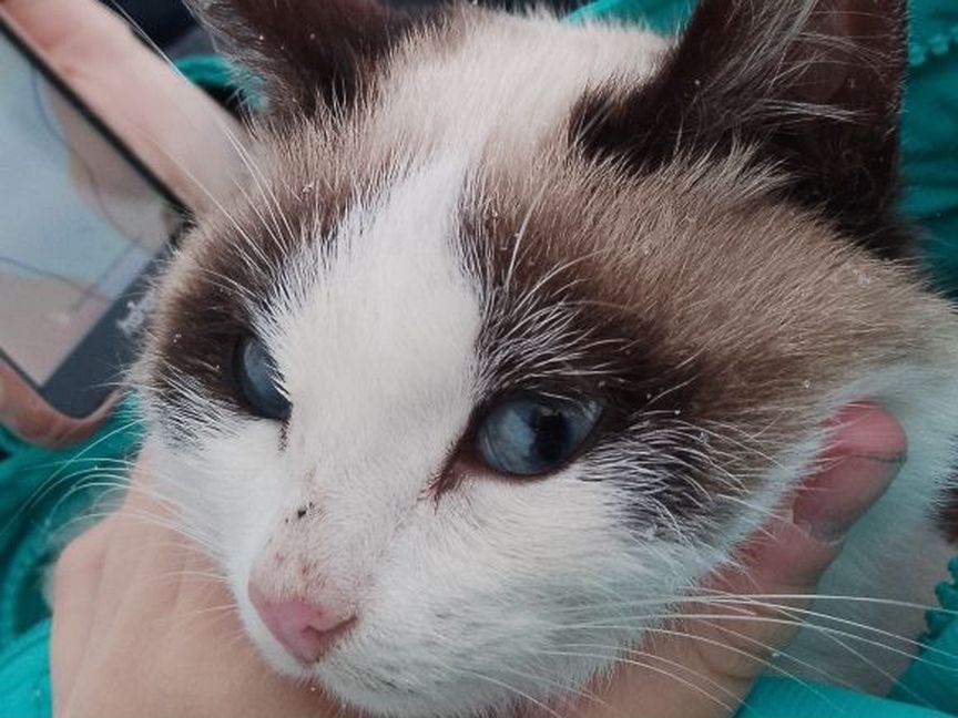 Кошка Сиамских Подросток