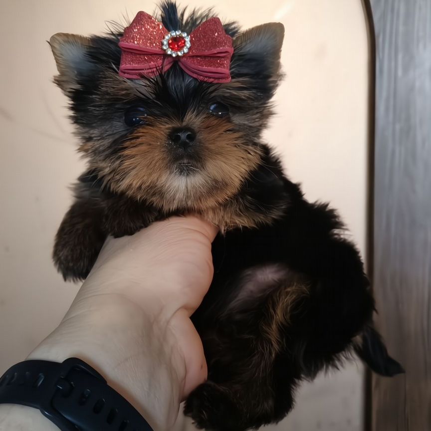 Йоркширский терьер, щенок