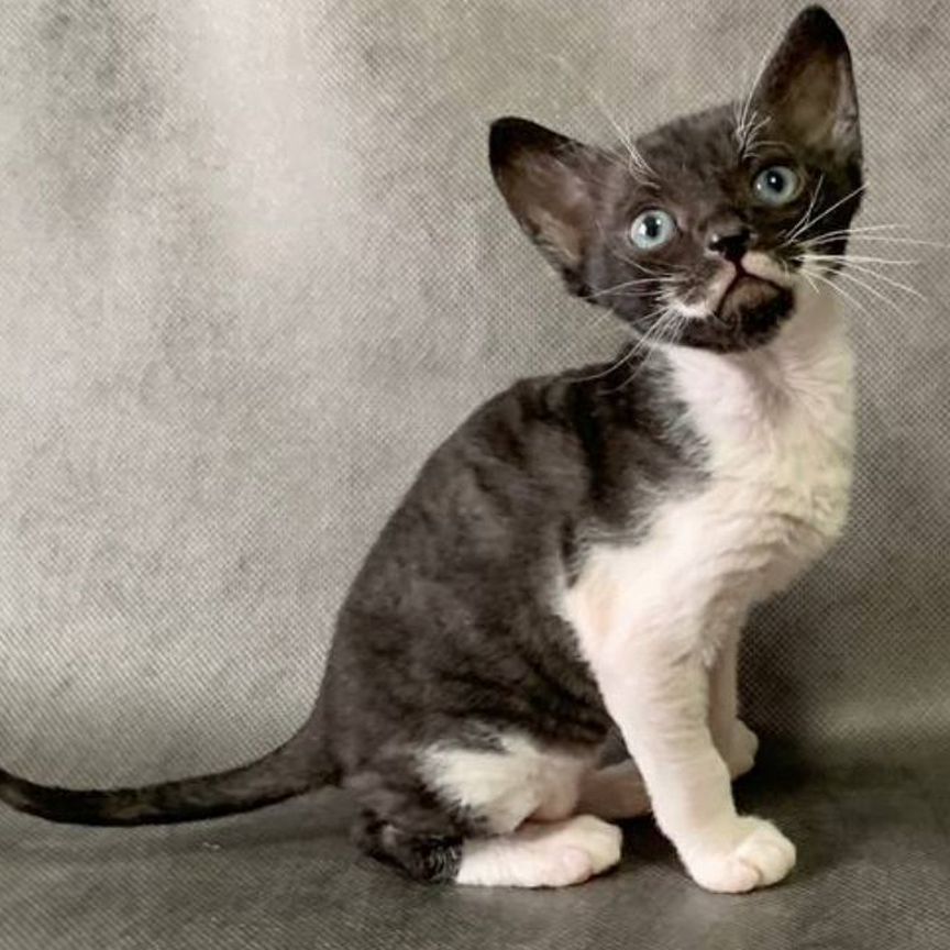 Уральский рекс котёнок