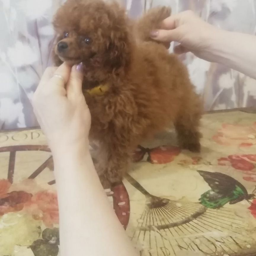 Пудель, щенок