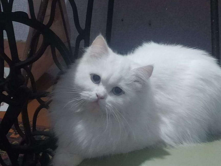 Кошка