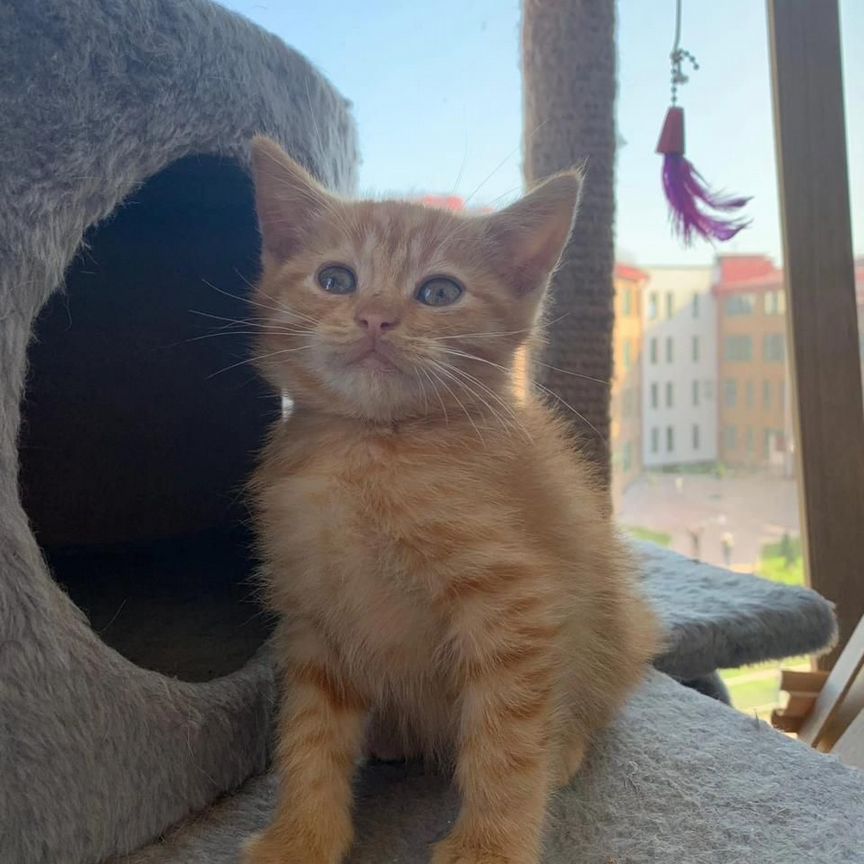 Котята домашние бесплатно