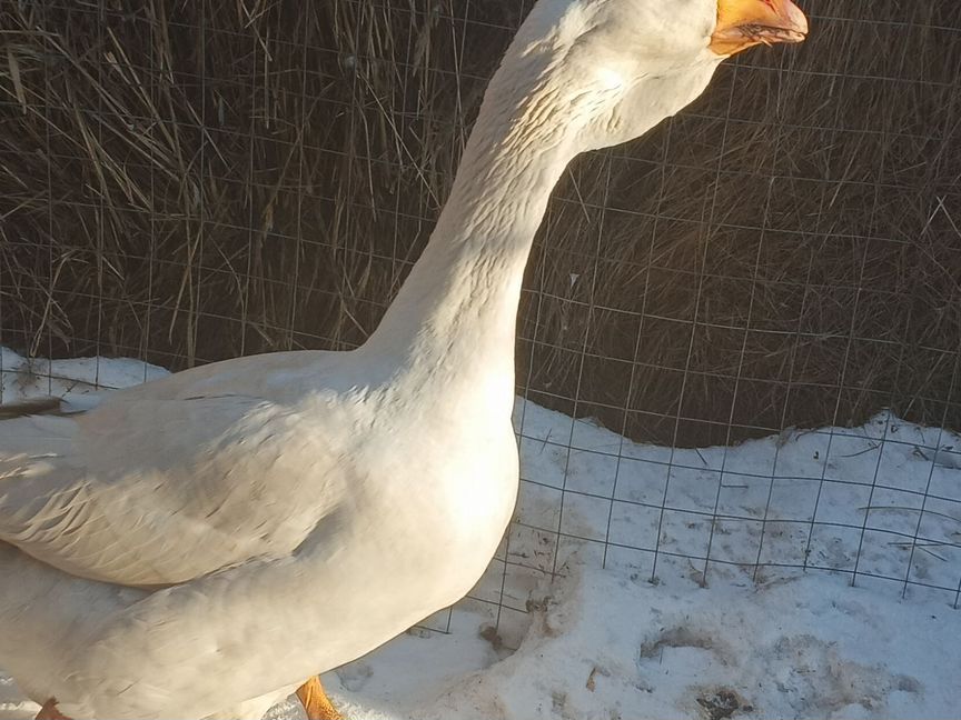 Гусак холмогор, молодой на племя