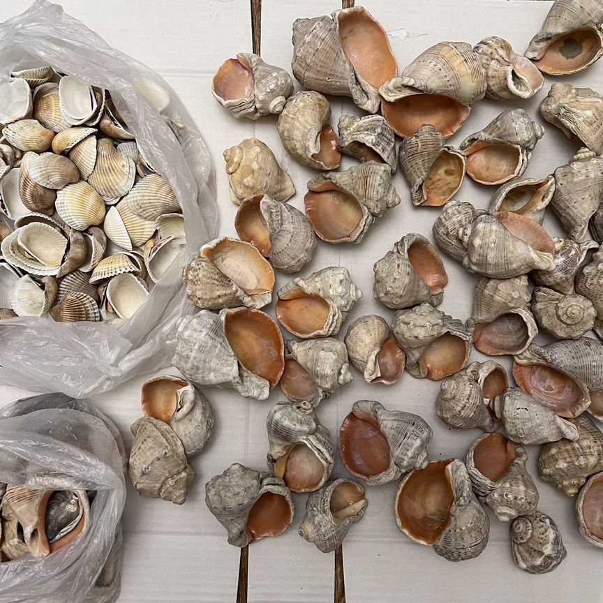 Морские ракушки (рапаны)