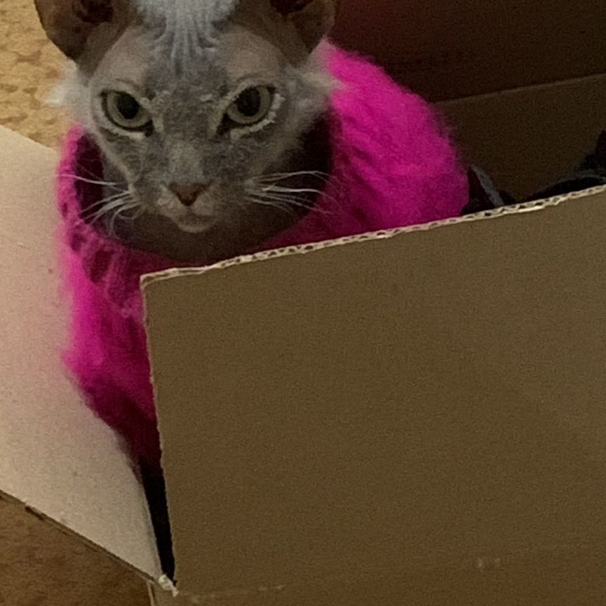 Кошка сфинкс