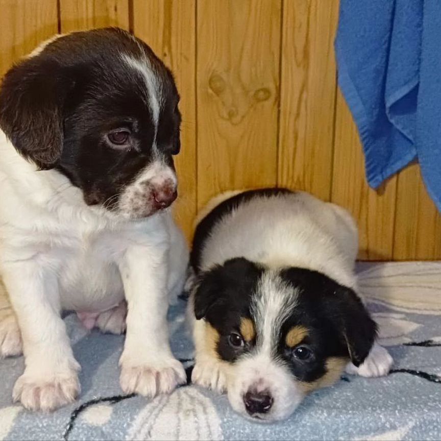 Щенки маленькой собачки