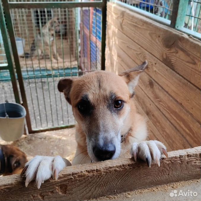 Малышка Шейла. Собака в дар. Приют Некрасовка