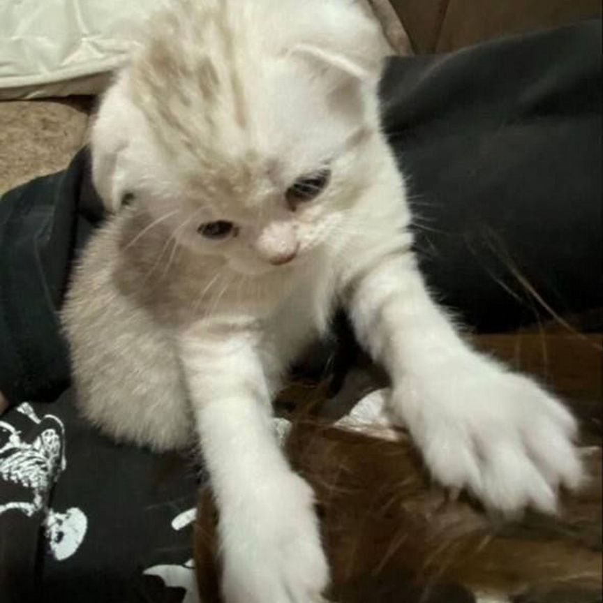 Шатланские котята