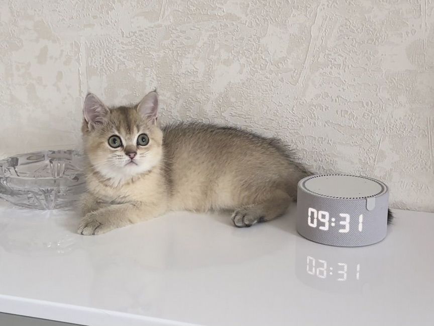 Британский котик