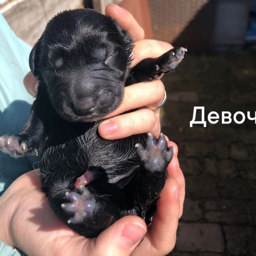 Отдам бесплатно щенков