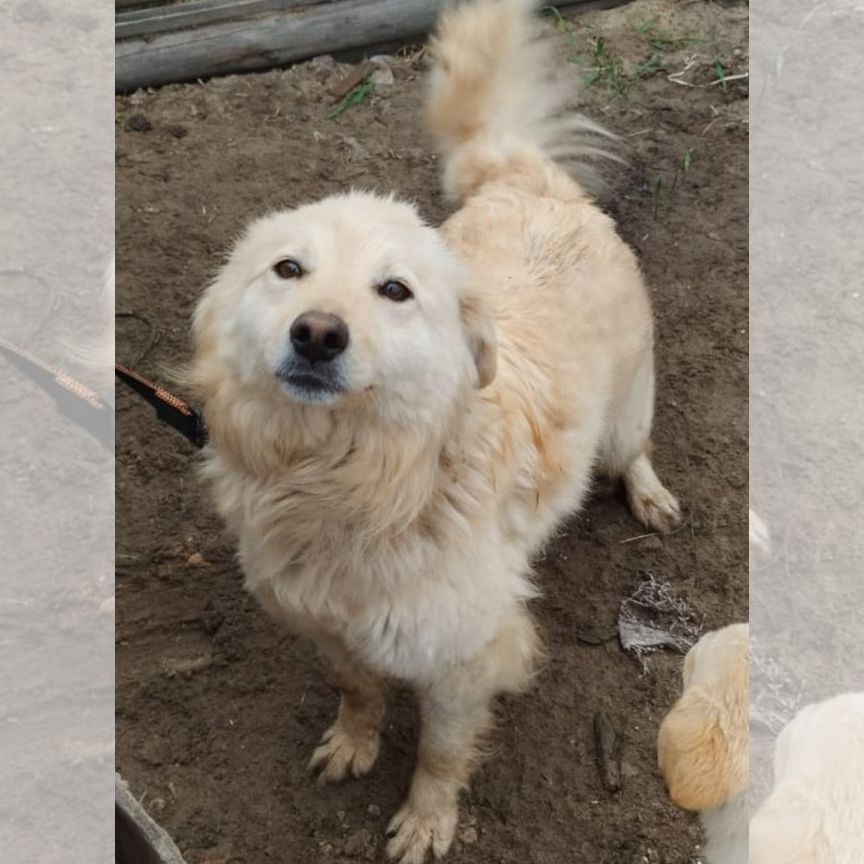 Отдам бесплатно щенки