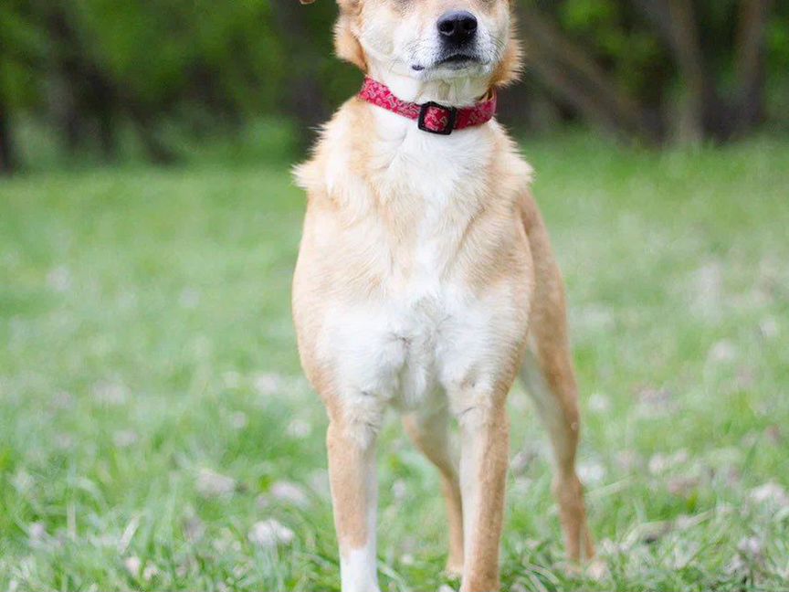 Маленькая собачка в добрые руки