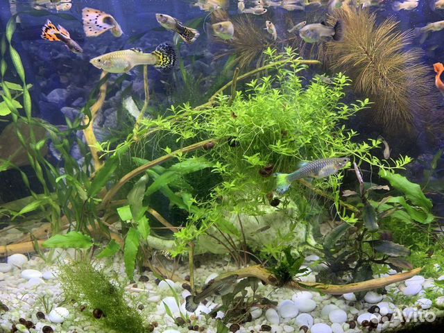 Аквариумные растения