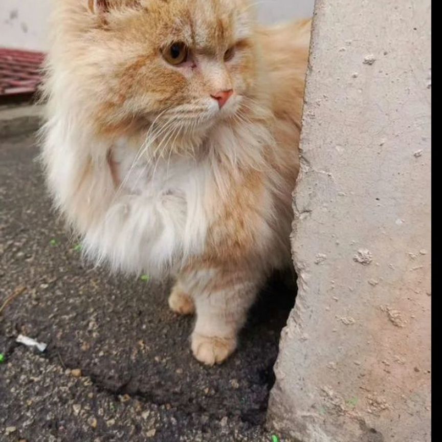 Молодой котик ищет дом