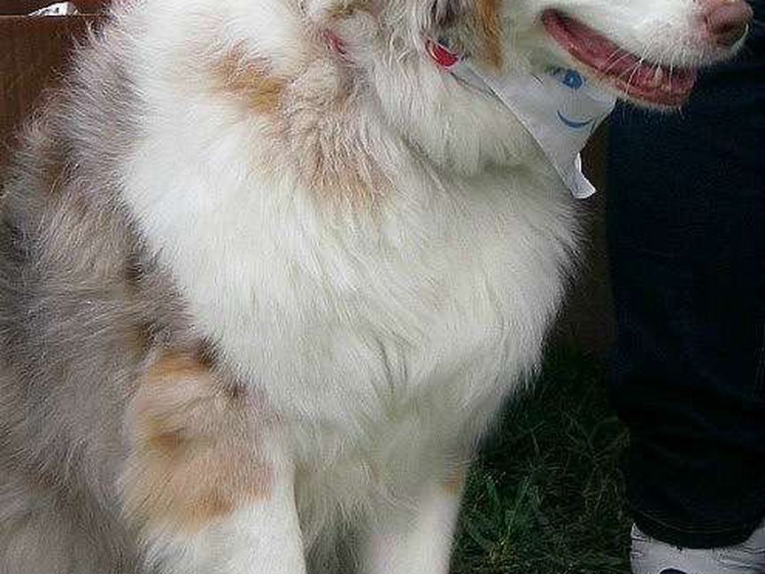 Колли