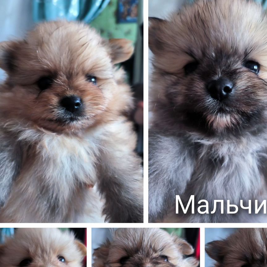 Померанский шпиц, щенок