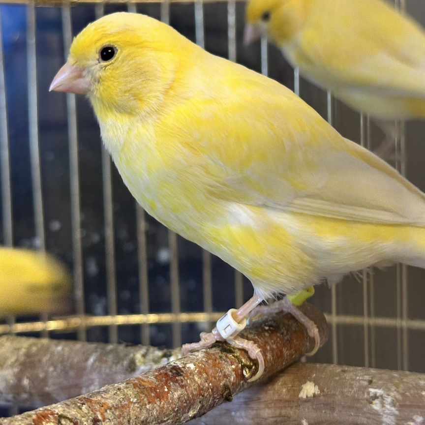 Канарейки самочки, 2 мес