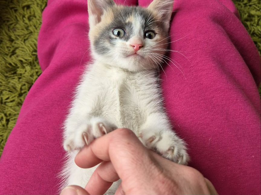 Котенок девочка 1,2 мес