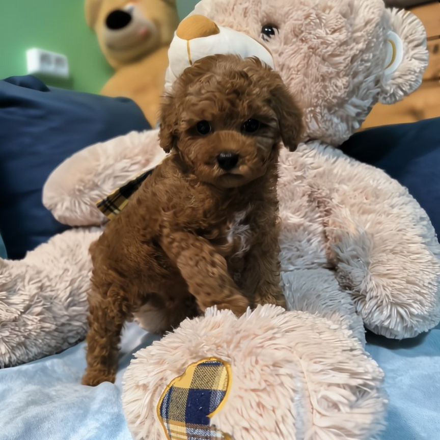 Той-пудель, щенок