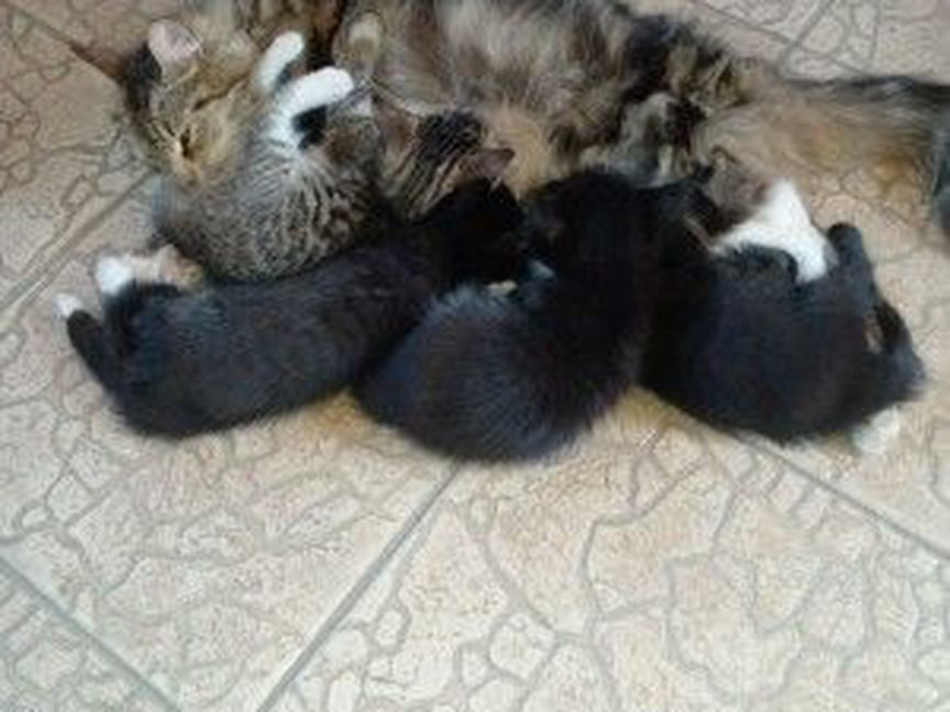 Продам котят