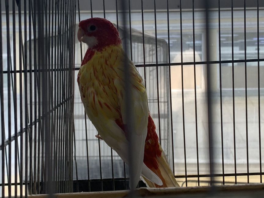 Попугай (Розелла рубиновая )