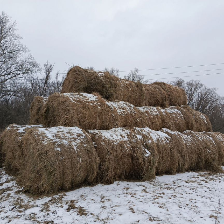 Сено луговое и салома в рулонах
