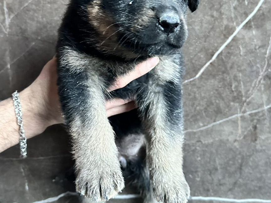 Щенки ротвейлера