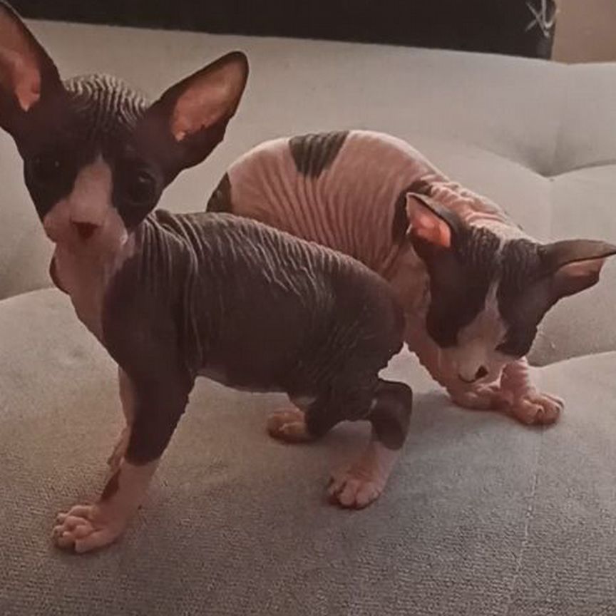 Канадский сфинкс котёнок