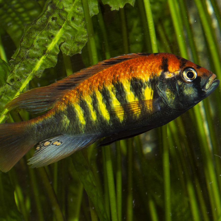 Цихлиды Хаплохромис Ниерери "Pundamilia nyererei"