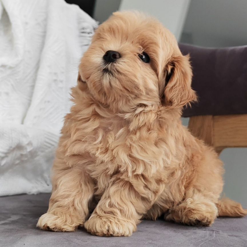 Мальтипу, щенок