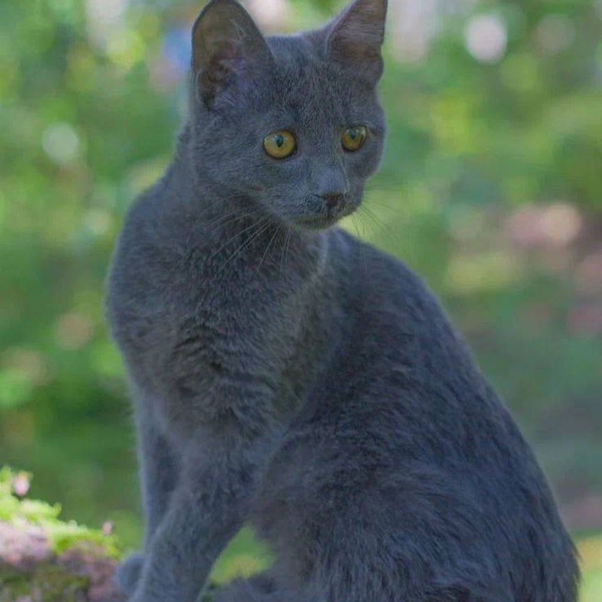 Собакокот Серое облачко