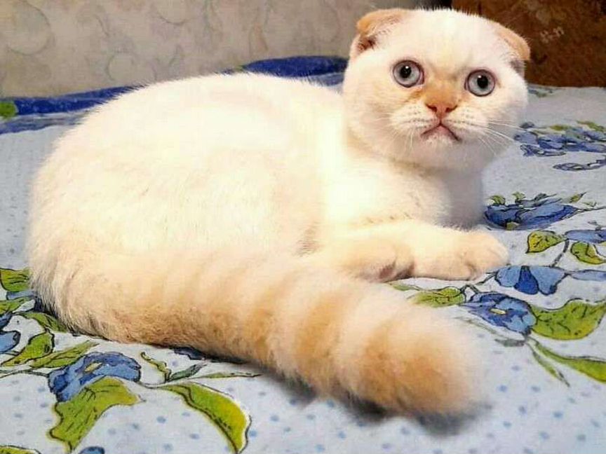 Кот шотландец на вязку