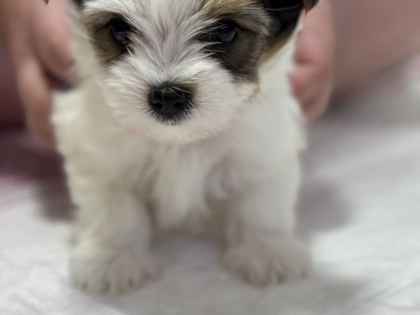 Щенки бивер йорка