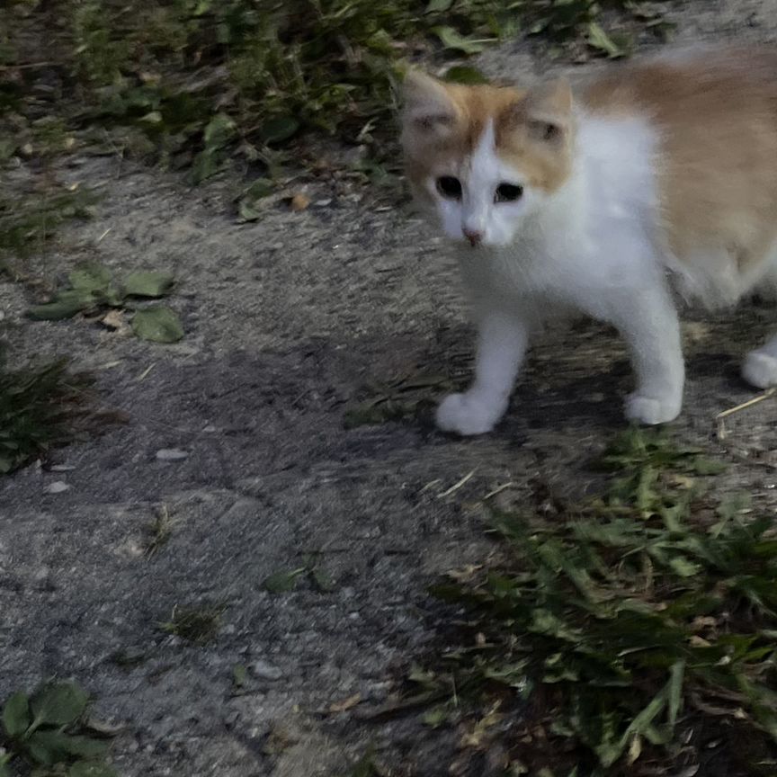 Котёнку пушистику нужен дом