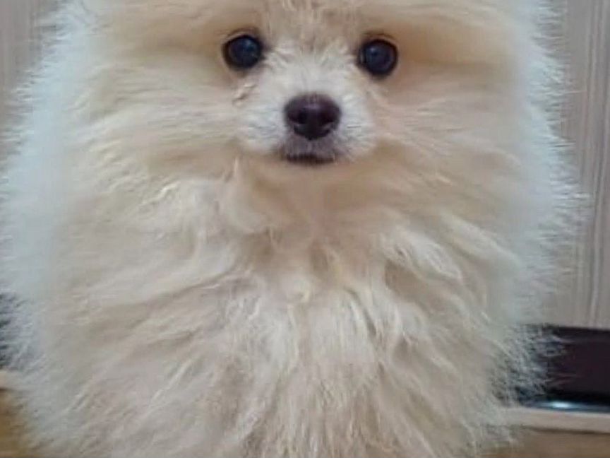 Померанский шпиц