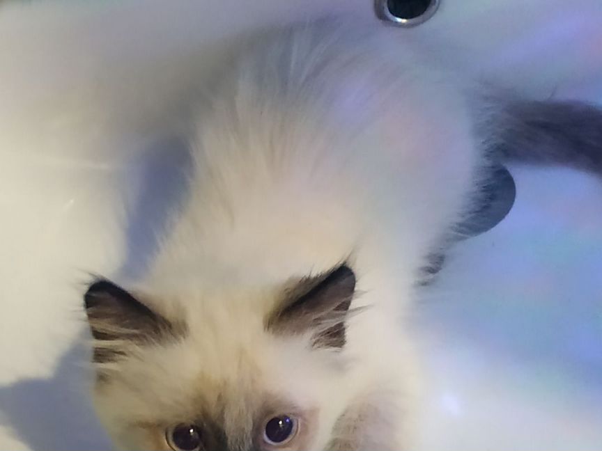 Котенок девочка