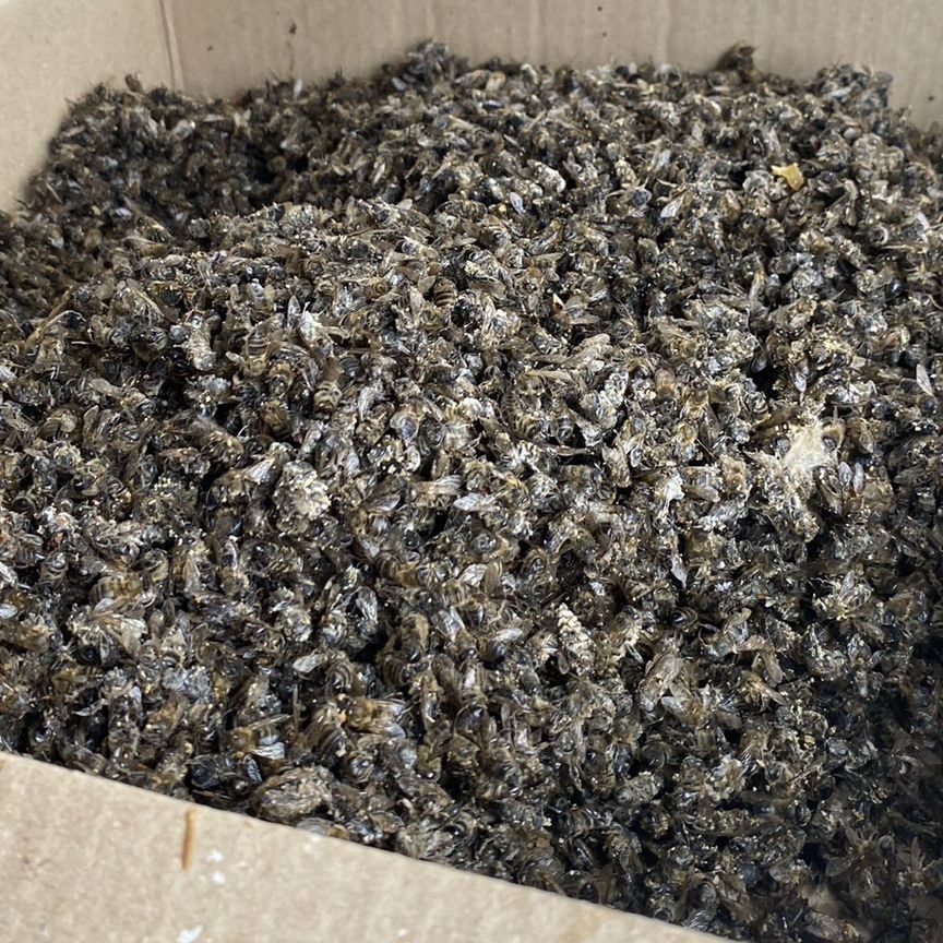 Пчелиный подмор