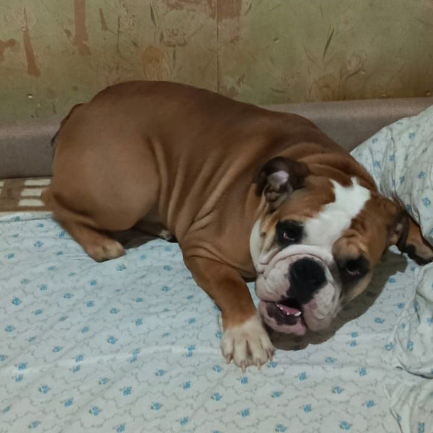 Английский бульдог, щенок