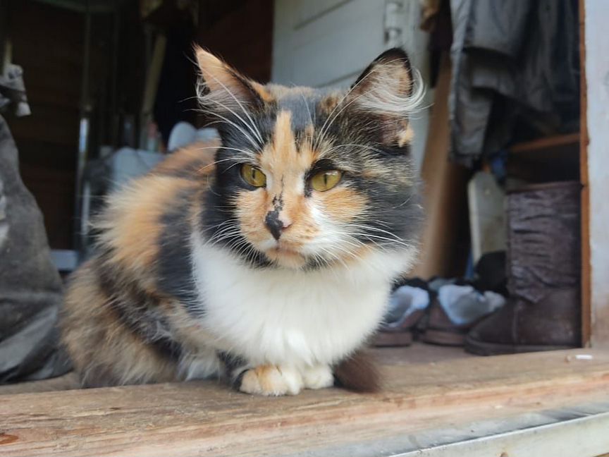 Кошка