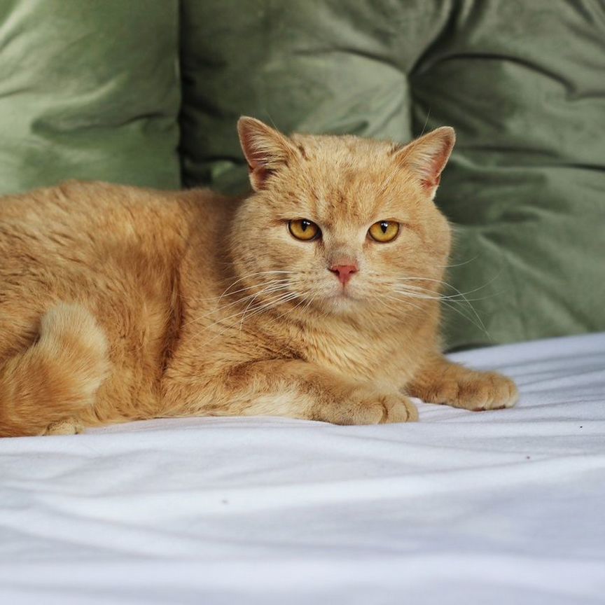 Кот Брюлик