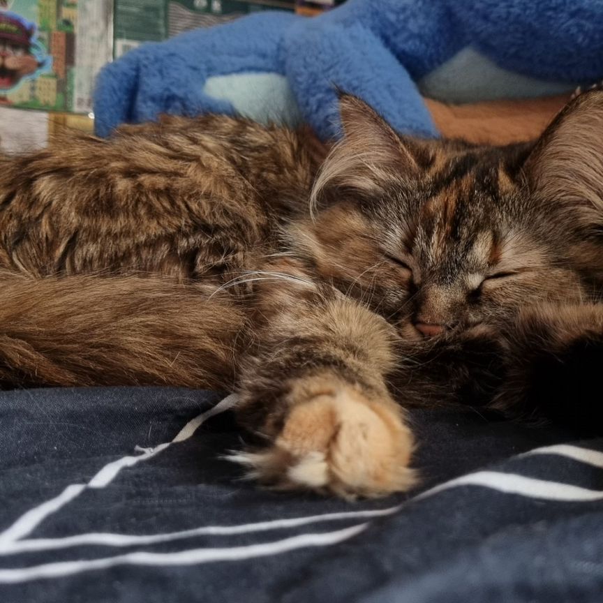 Взрослая, кошка в добрые руки