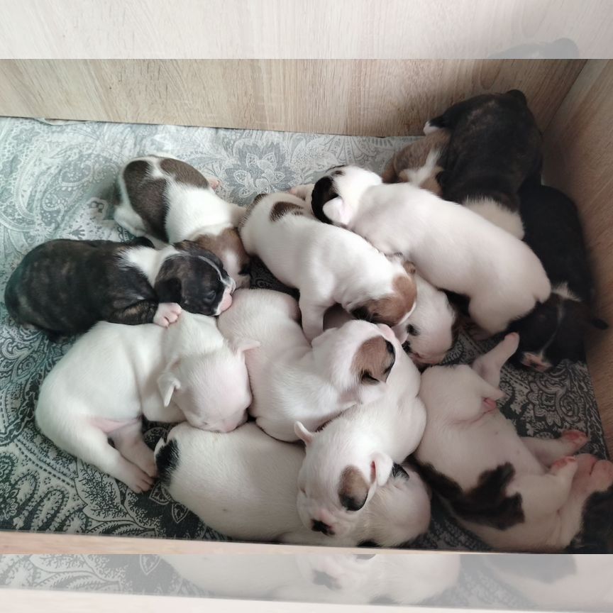 Французский бульдог, щенок