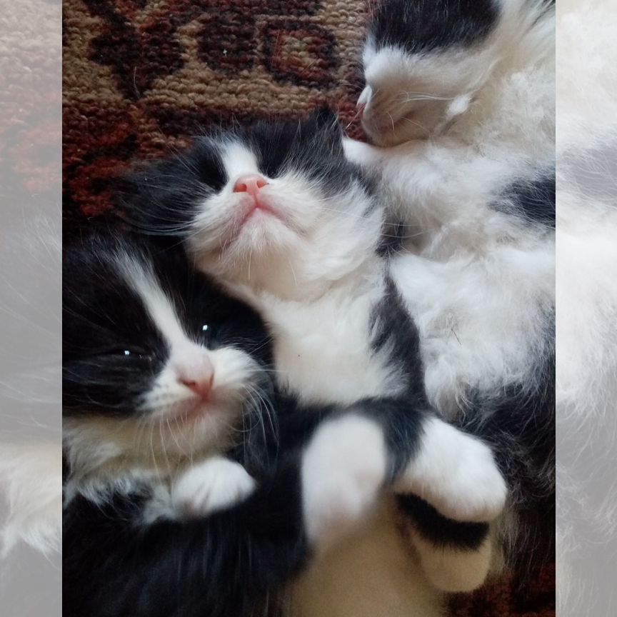 Котята. Пушистые очаровашки