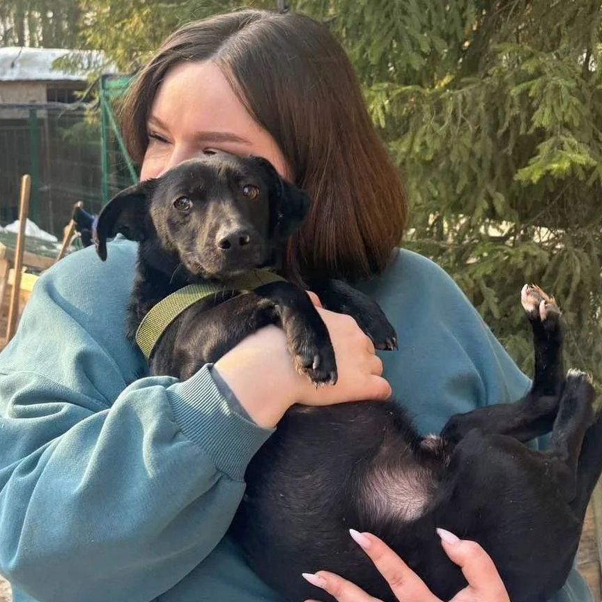 Щенок в добрые руки