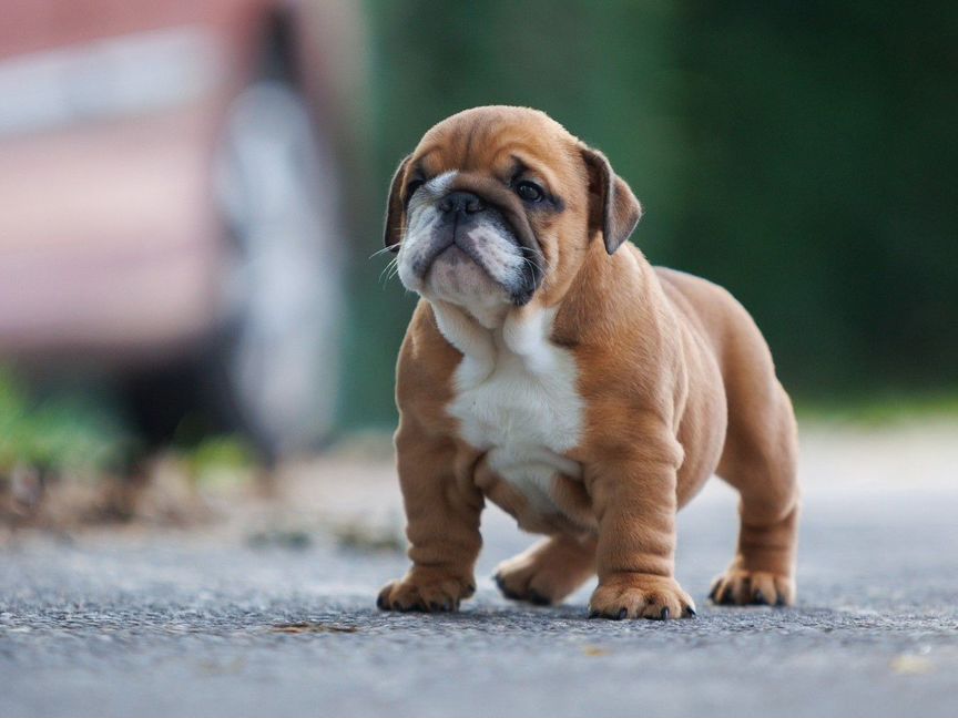 Аленький цветочек